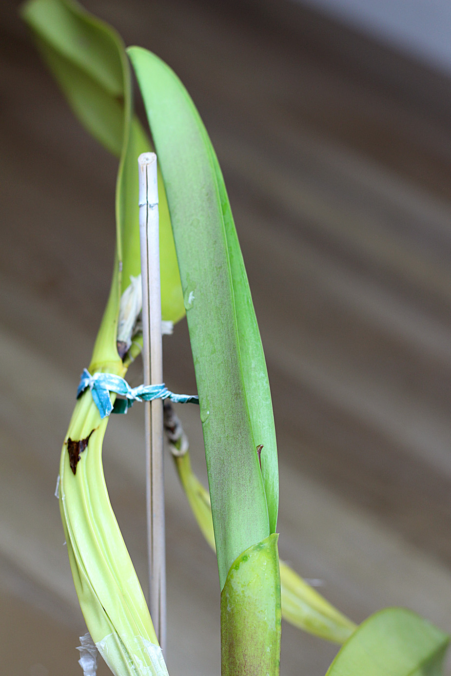 Folded cattleya leaves | Orchidmate Orchid Supplies